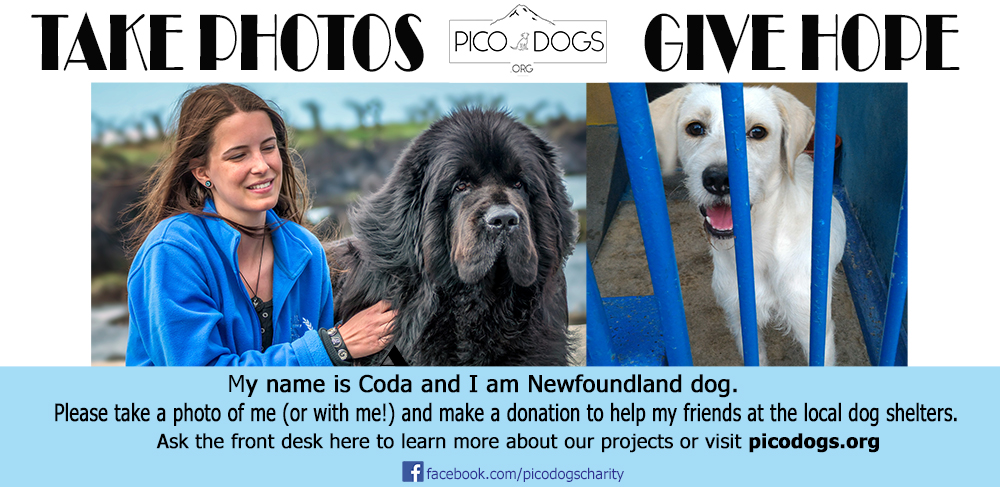 TAKE A PHOTO, GIVE A HOPE – Pico Dogs